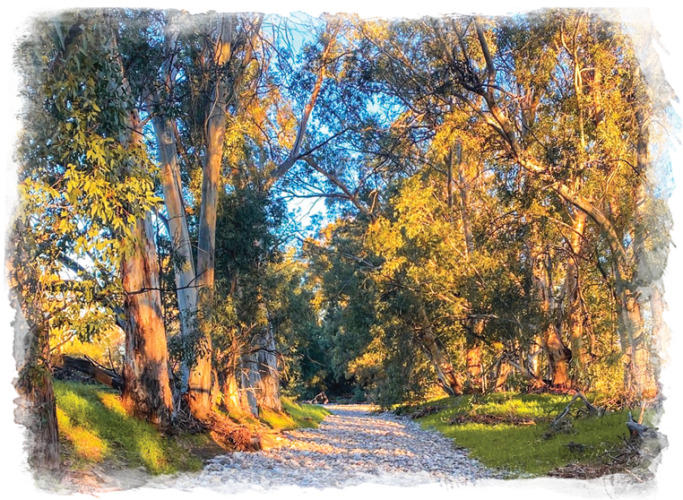 Community Overview | Ensō Verde